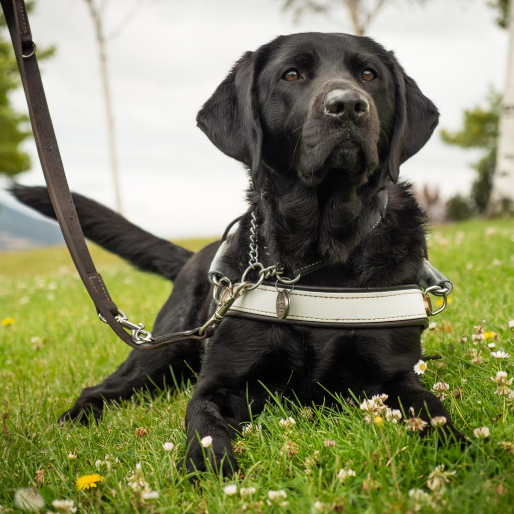 Guide Dogs for people living with low or no vision - Guide Dogs Tasmania
