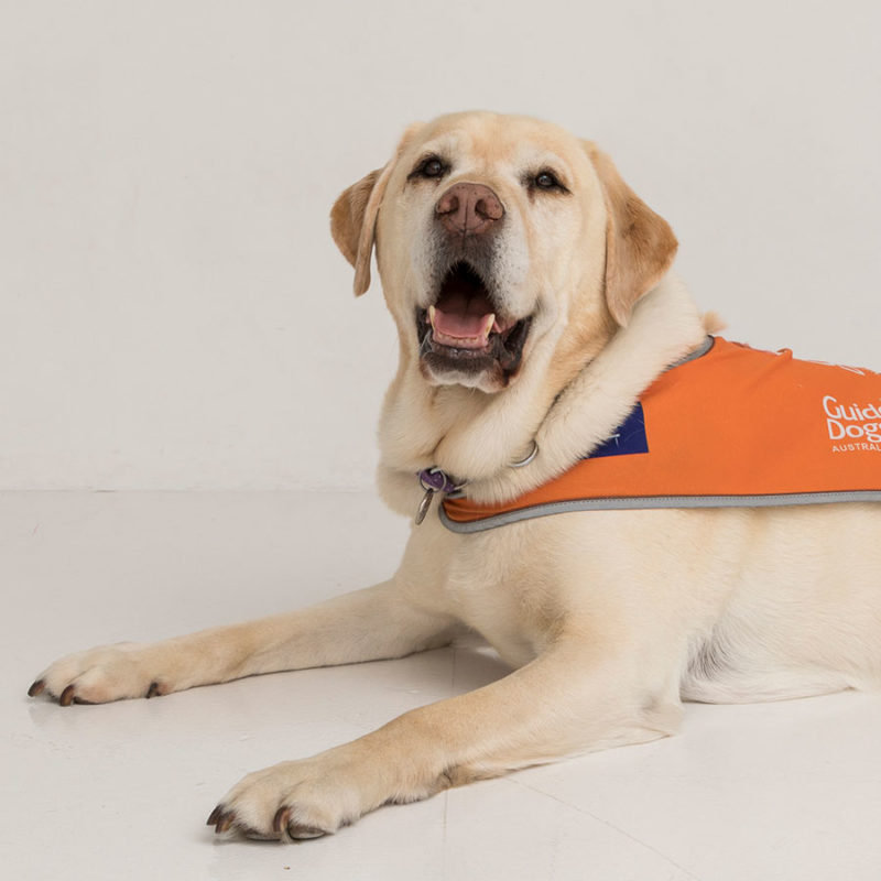 Who we are - Guide Dogs Tasmania
