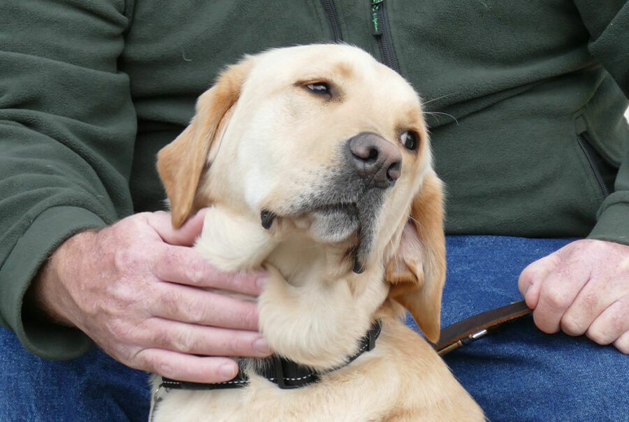 Our Stories - Guide Dogs Tasmania