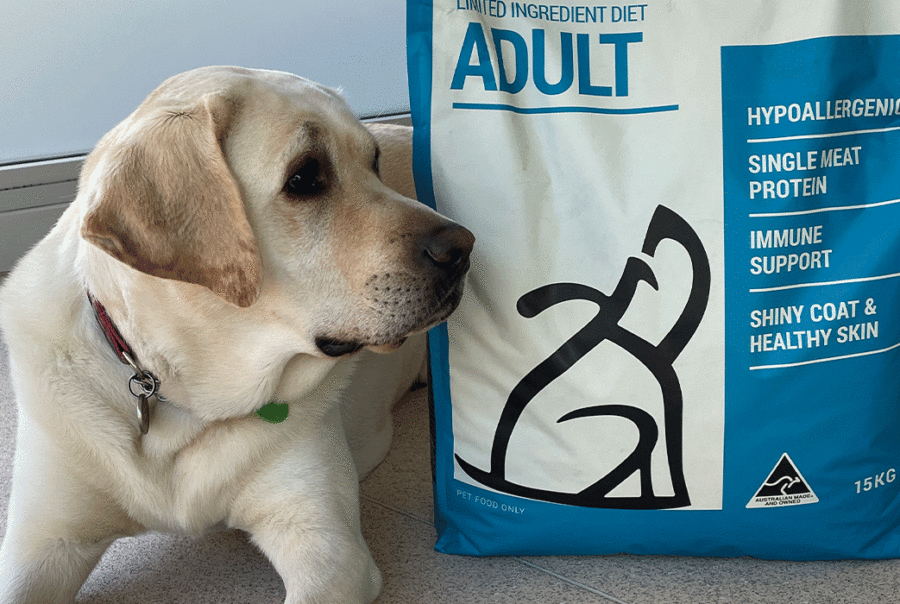 Our Stories - Guide Dogs Tasmania