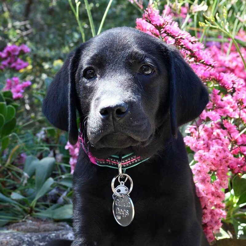 Puppies in Training - Guide Dogs Tasmania