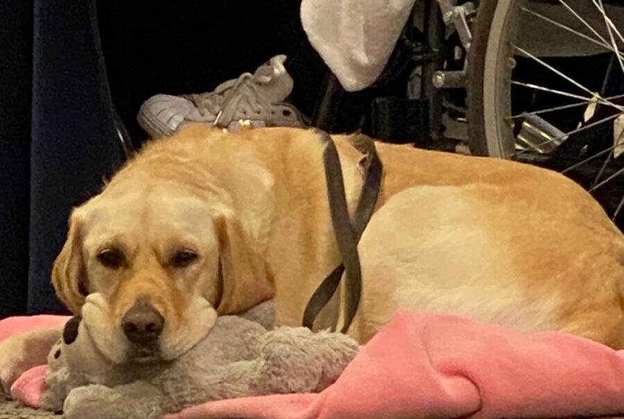 Providing Guide & Assistance Dogs in Tasmania - Guide Dogs Tasmania