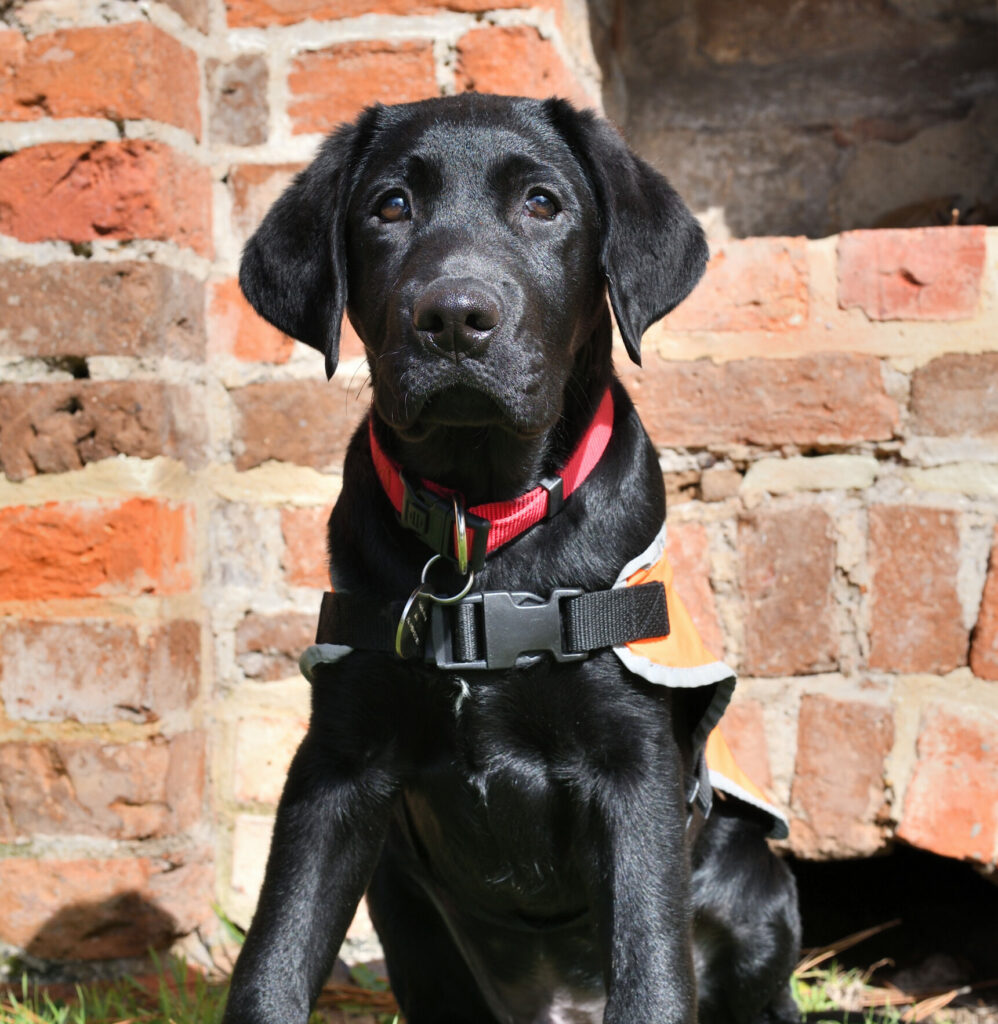 Puppies in Training - Guide Dogs Tasmania