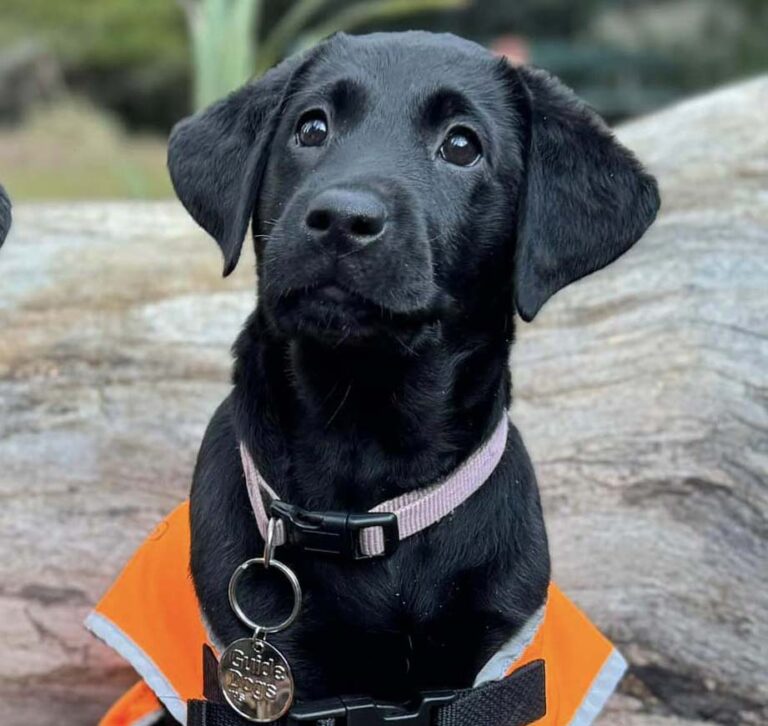 Puppies in Training - Guide Dogs Tasmania